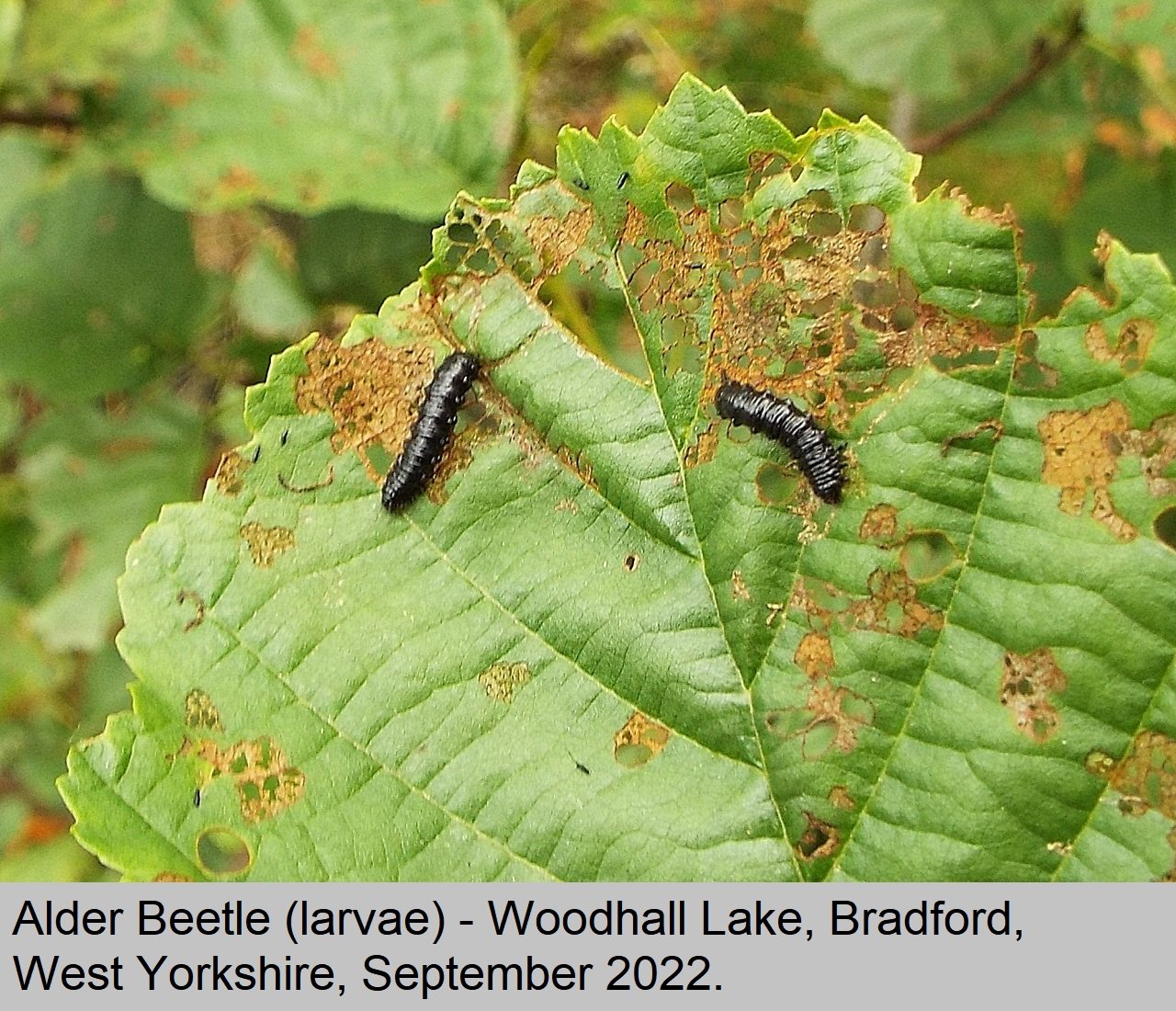 Beetles and Ladybirds - Page 1