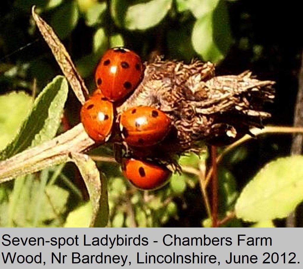 Beetles and Ladybirds - Page 3