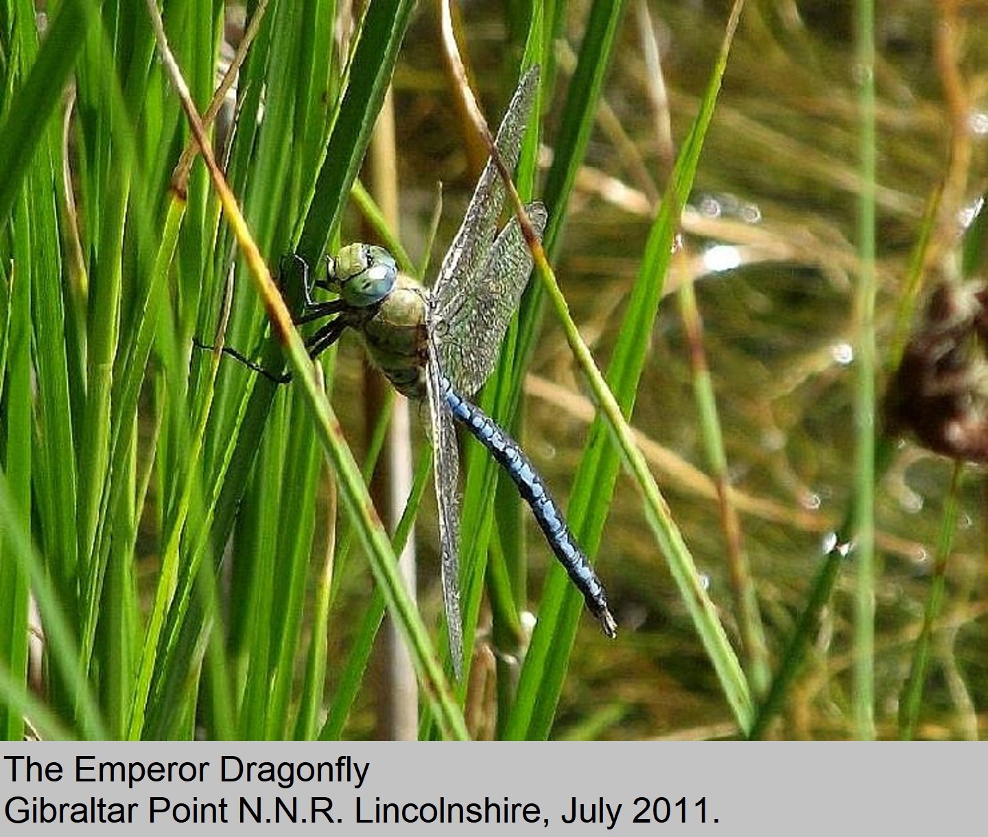 UK Dragonflies - Page 1